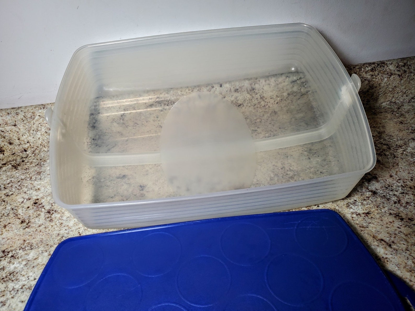 Tupperware Rectangle Bake N Take Cake Cupcake Taker Carrier Blue Clear ...