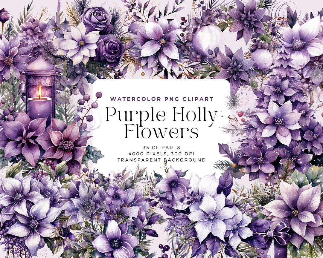 Purple Holly Flowers PNG, Watercolor Holly Clipart, Watercolor Floral ...