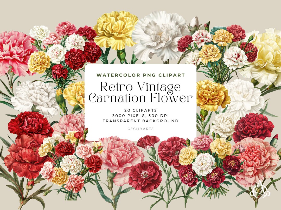 Vintage Carnation Flower Clipart: Watercolor Floral PNG (digital ...
