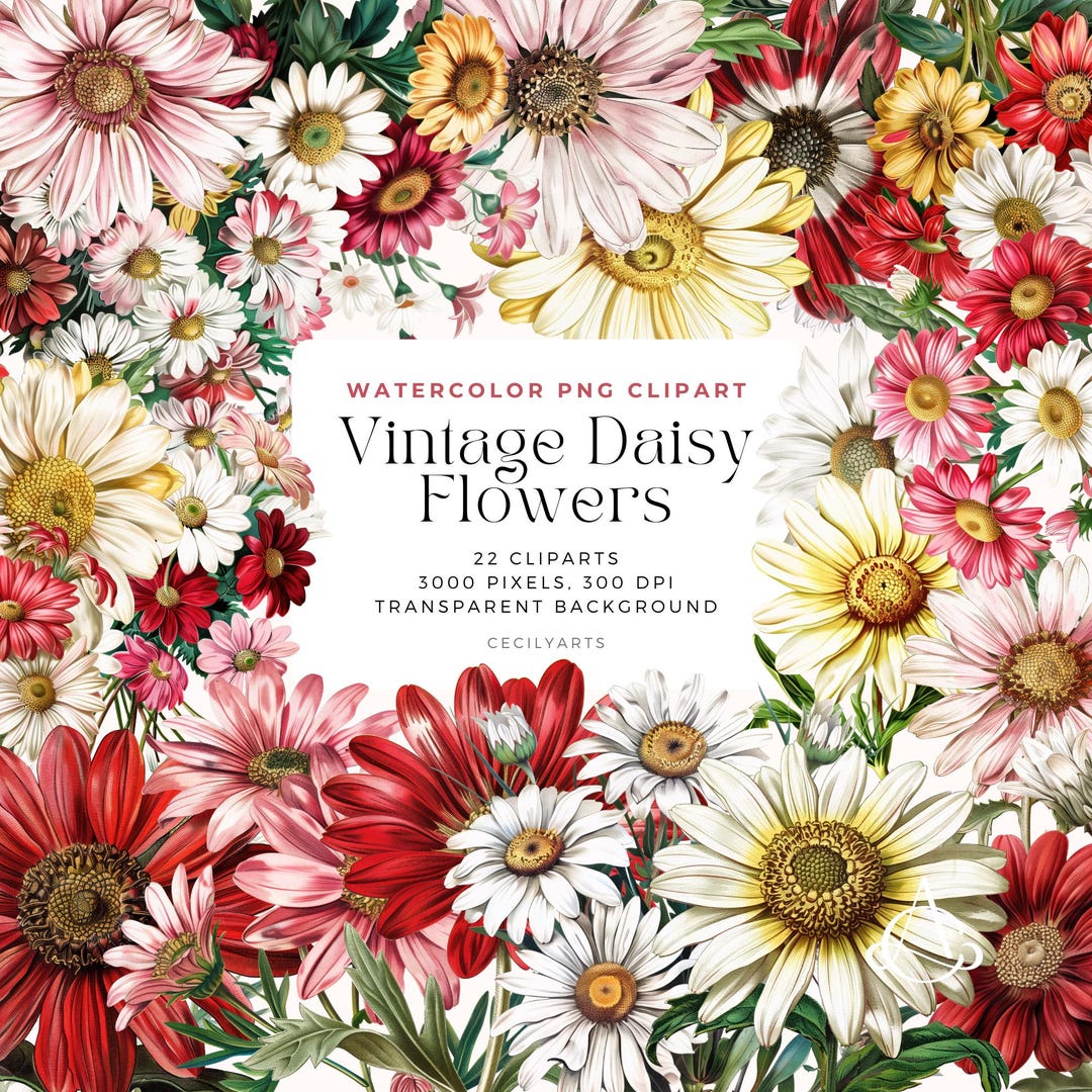 Vintage Daisy Clipart: Watercolor Floral Pngs (digital Download - Etsy