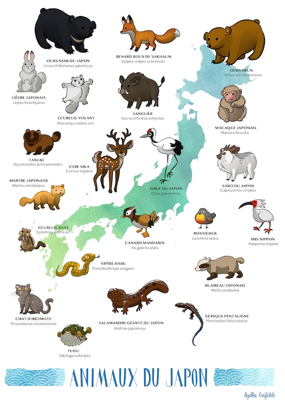 Common Animals In Japan