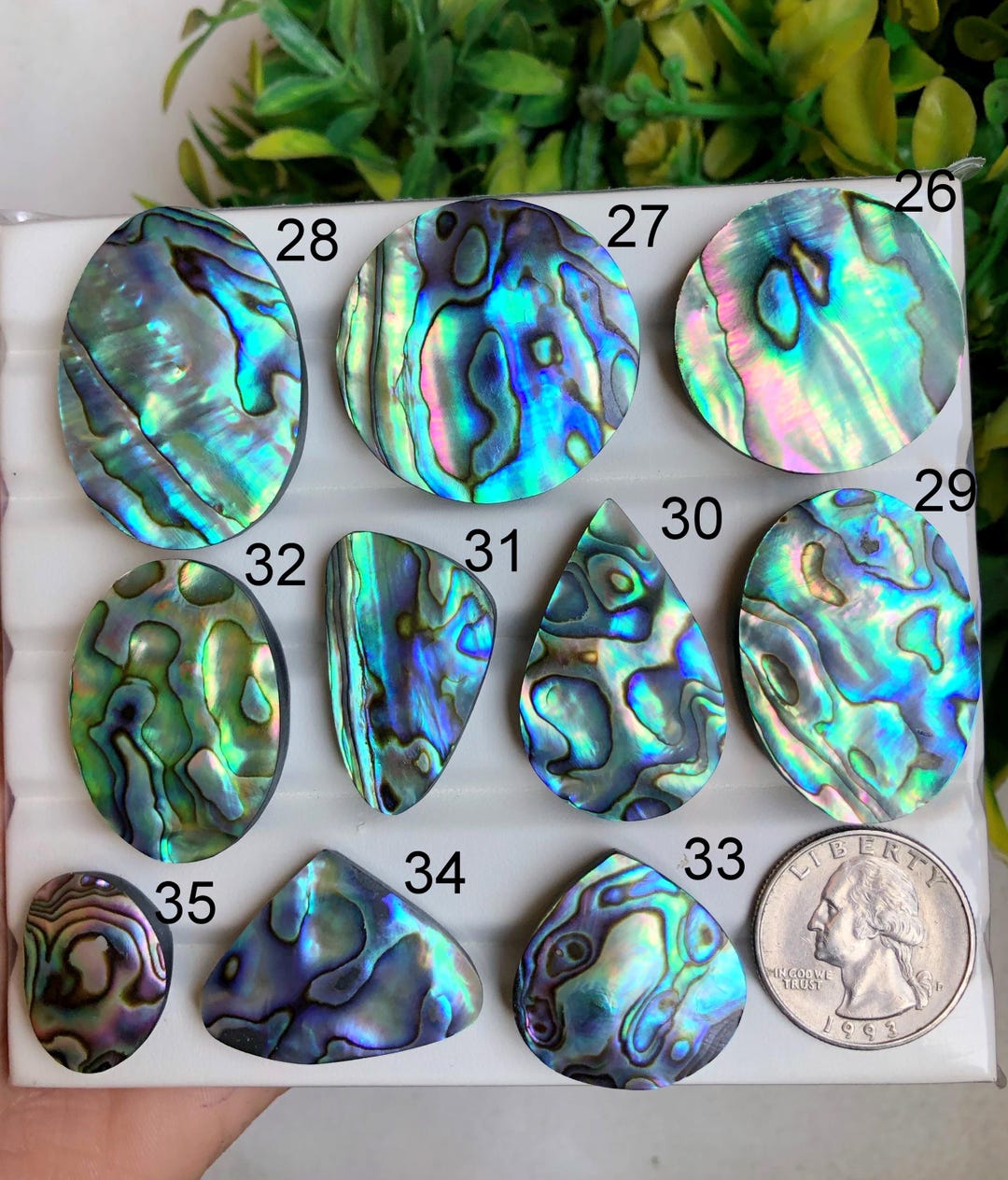 Selected Abalone Shell Cabochon, Natural Semi Precious Gemstone for ...