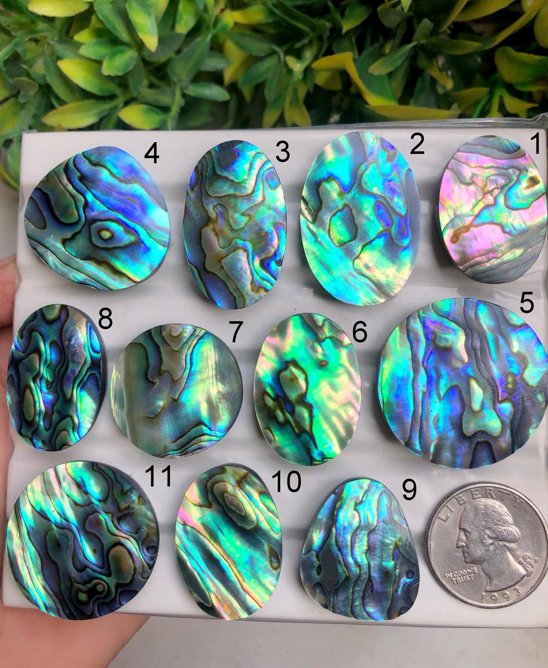 Selected Abalone Shell Cabochon, Natural Semi Precious Gemstone for ...