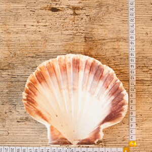 Pink Flamingo Giant Scallop Shell Decoration for Hanging Inside or ...