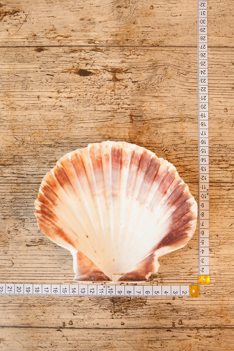 Pink Flamingo Giant Scallop Shell Decoration for Hanging - Etsy