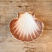 Pink Flamingo Giant Scallop Shell Decoration for Hanging Inside or ...