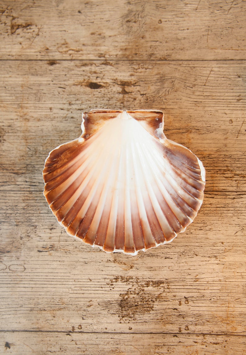 Pink Flamingo Giant Scallop Shell Decoration for Hanging - Etsy