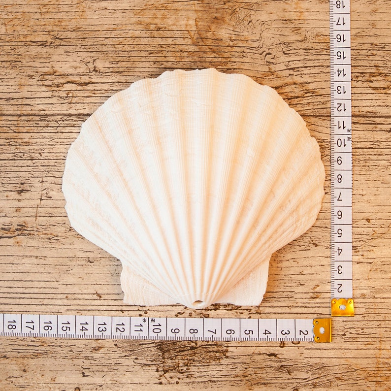 Hanging Silver Floral Decoration on a Giant Scallop Shell - Etsy