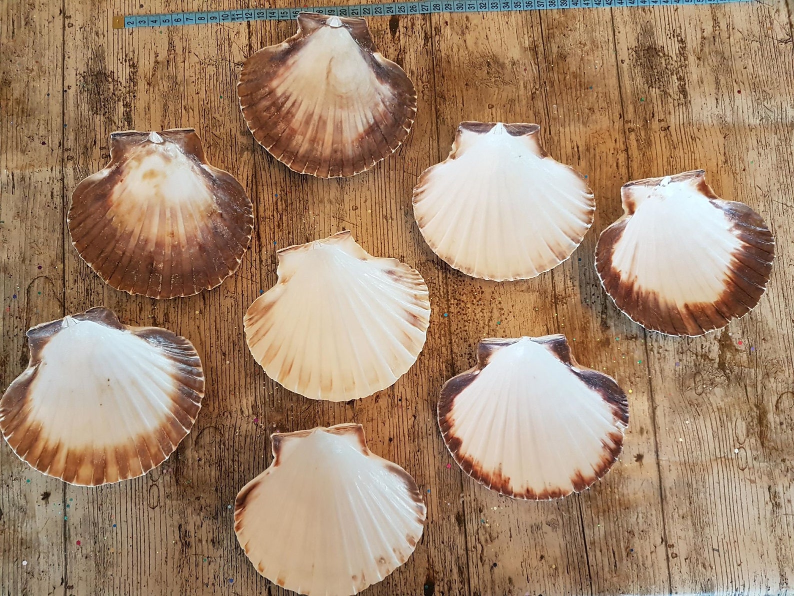 GIANT Scallop Shell 14cm Boiled Clean Sea Shell Scallop - Etsy