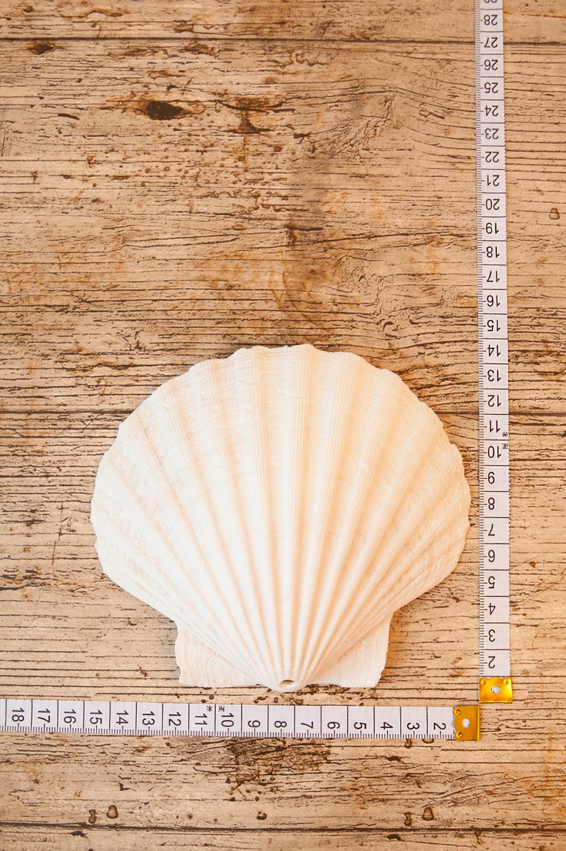Pink Flamingo Giant Scallop Shell Decoration for Hanging - Etsy