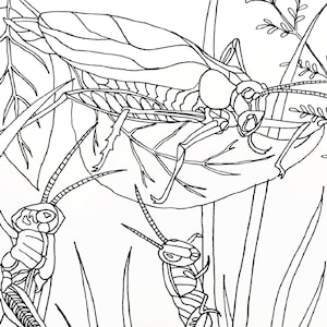 katydid coloring page
