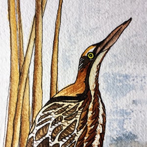 Original Watercolor Painting: American Bittern Nature Painting - Etsy