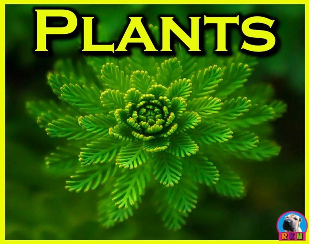 Plants: an Animated Nonfiction Digital Book for Kids - Etsy