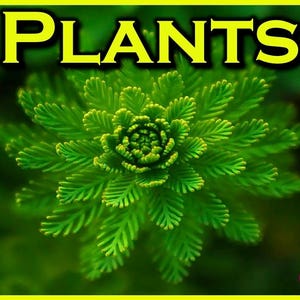 Plants: an Animated Nonfiction Digital Book for Kids - Etsy