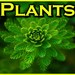 Plants: an Animated Nonfiction Digital Book for Kids - Etsy
