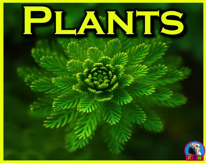 Plants: an Animated Nonfiction Digital Book for Kids - Etsy