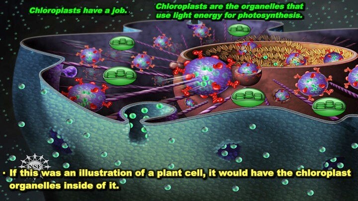 Plants: an Animated Nonfiction Digital Book for Kids - Etsy