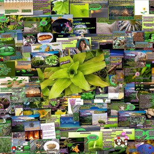 Plants: an Animated Nonfiction Digital Book for Kids - Etsy