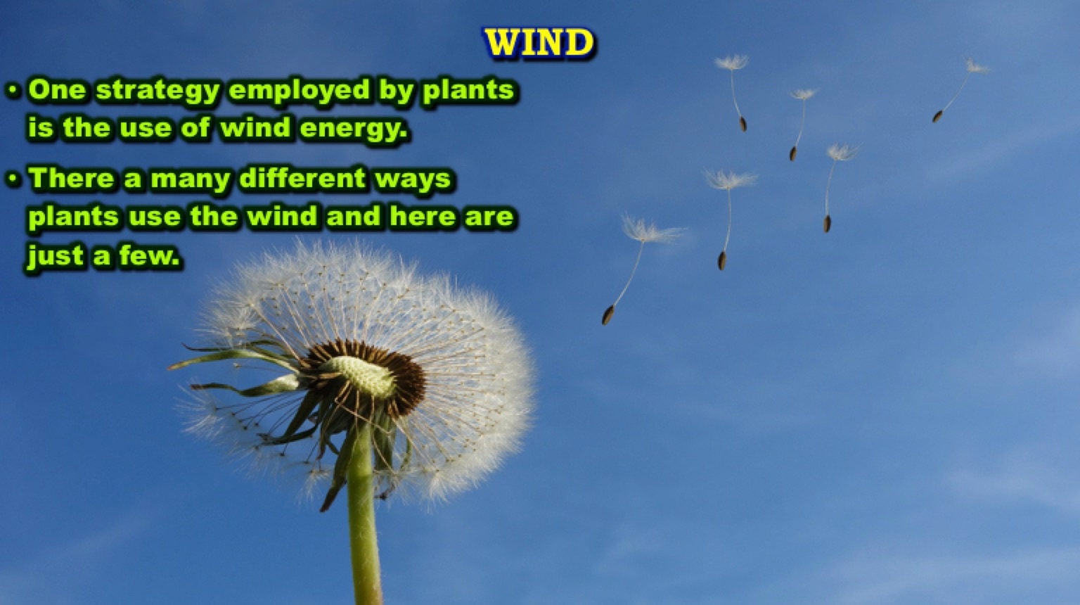 Plants: an Animated Nonfiction Digital Book for Kids - Etsy