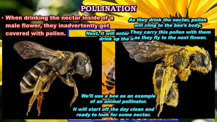 Plants: an Animated Nonfiction Digital Book for Kids - Etsy