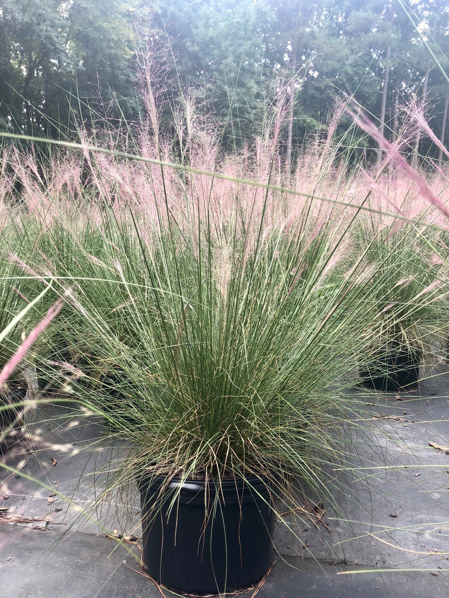 Cotton Candy Pink Muhly Grass 3 Gallon Etsy