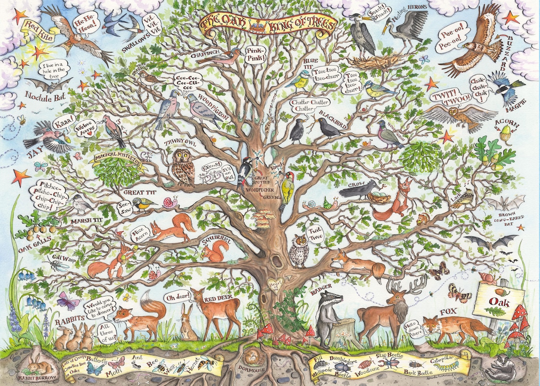 POSTER by Amanda Loverseed A2 Great Oak Tree. PRINT Nature Facts ...