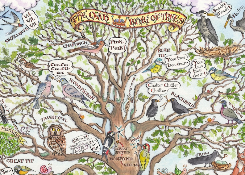 POSTER by Amanda Loverseed A2 Great Oak Tree. PRINT Nature Facts ...