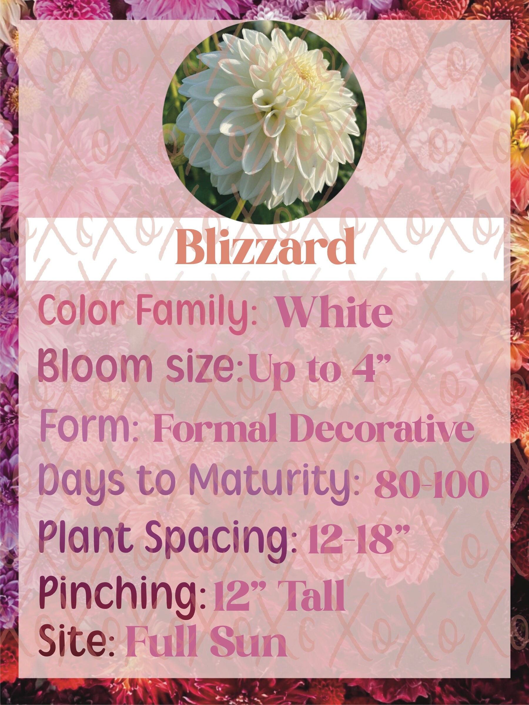Dahlia Plant ID Cards - Etsy