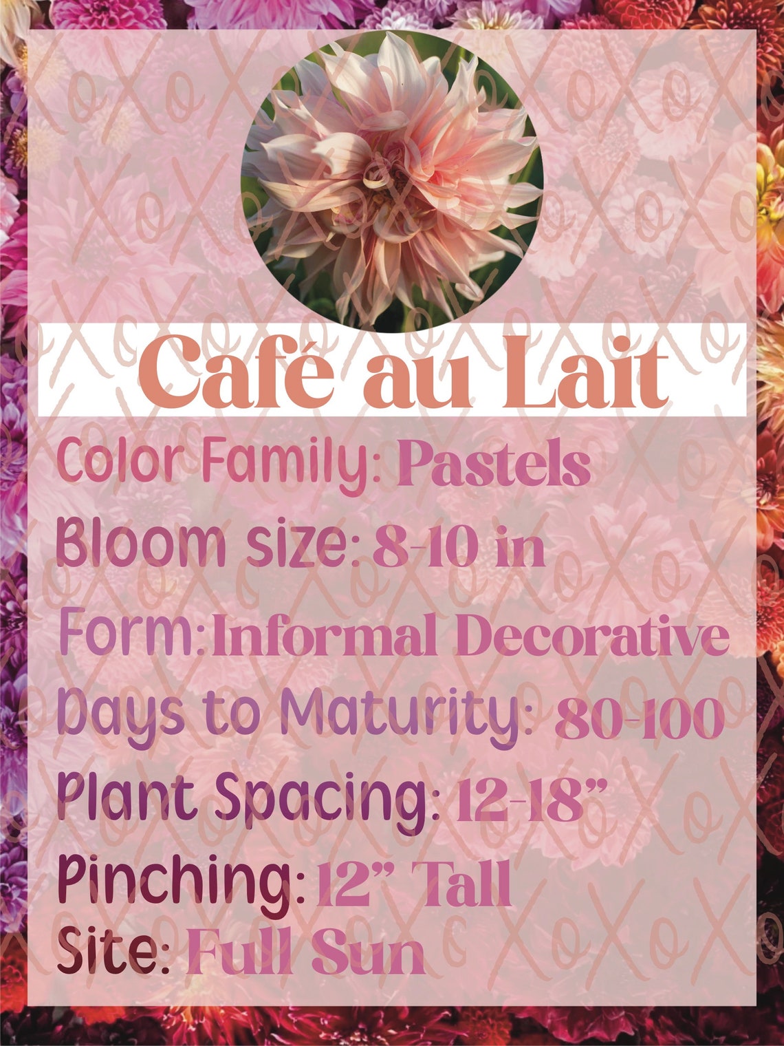 Dahlia Plant ID Cards - Etsy