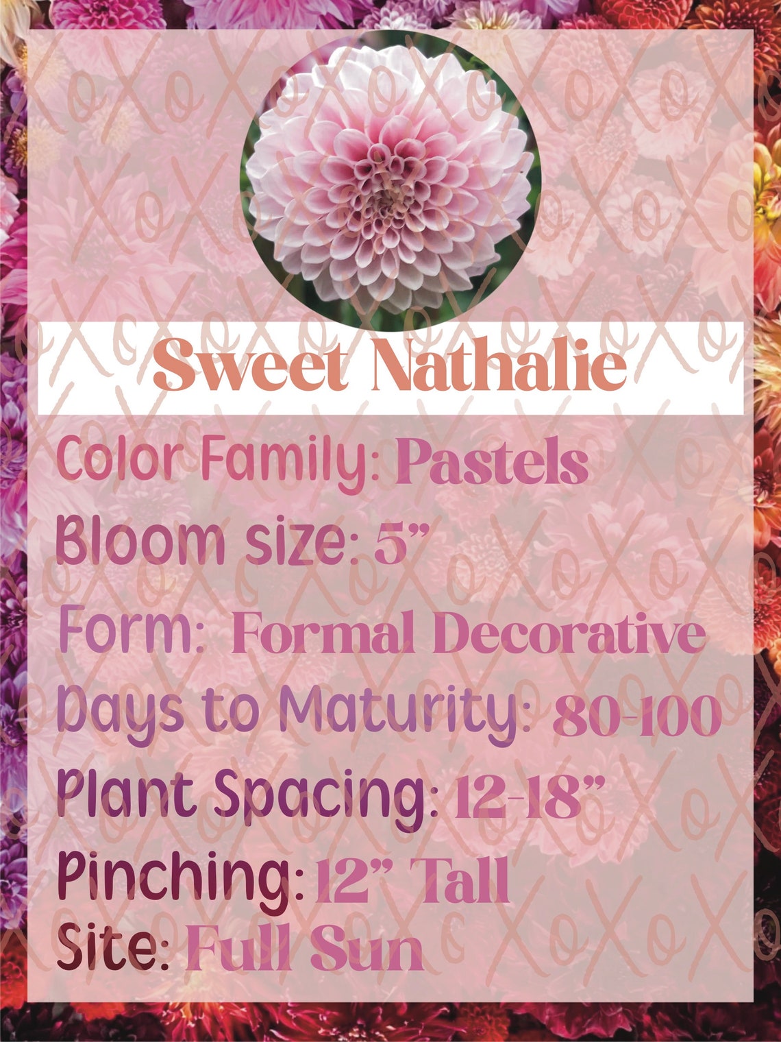 Dahlia Plant ID Cards - Etsy