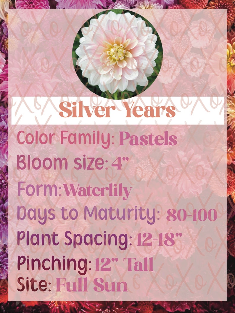 Dahlia Plant ID Cards - Etsy