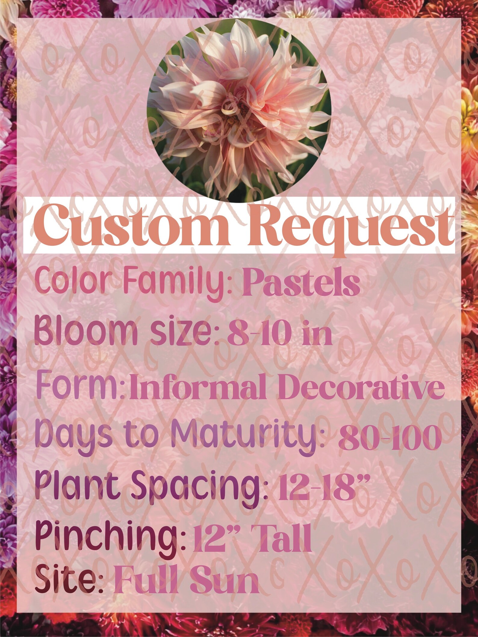 Dahlia Plant ID Cards - Etsy