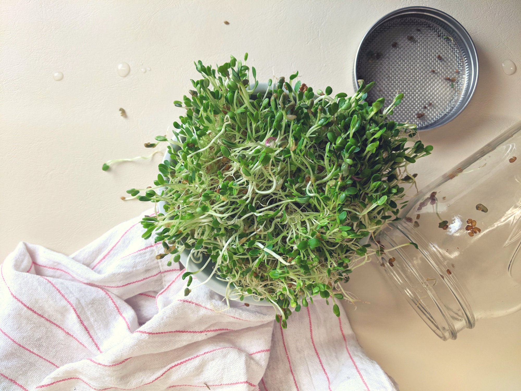 Sprouting Kit Grow Your Own Sprouts | Etsy