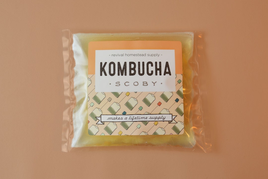 Kombucha SCOBY Starter Culture - Etsy