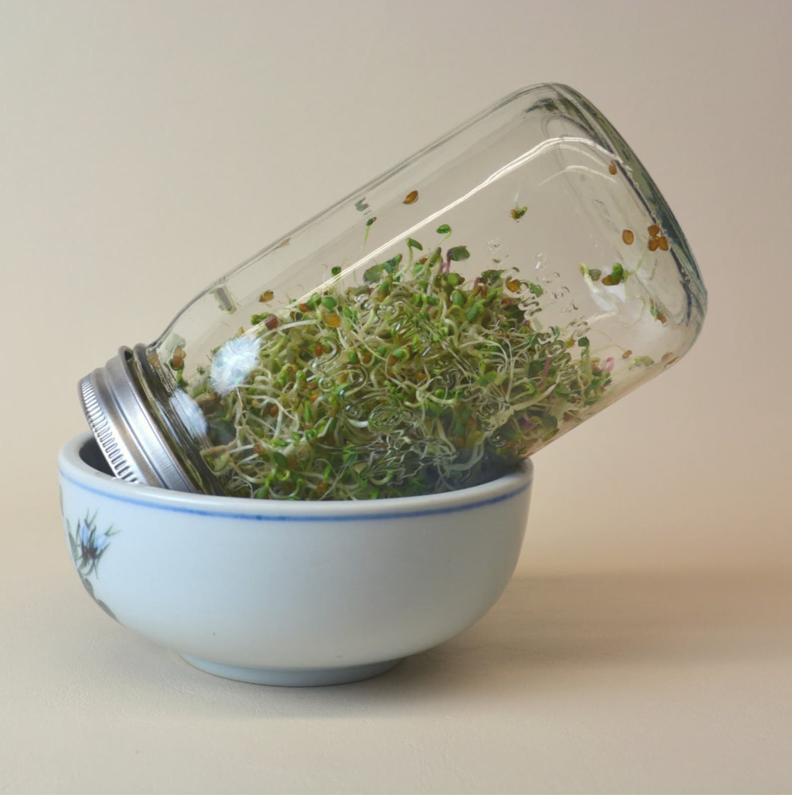 Sprouting Kit Grow Your Own Sprouts | Etsy