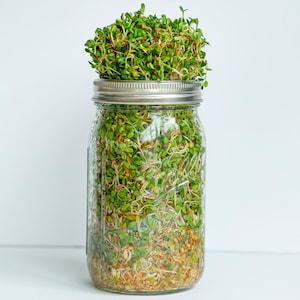 Sprouting Kit, Grow Your Own Sprouts - Etsy
