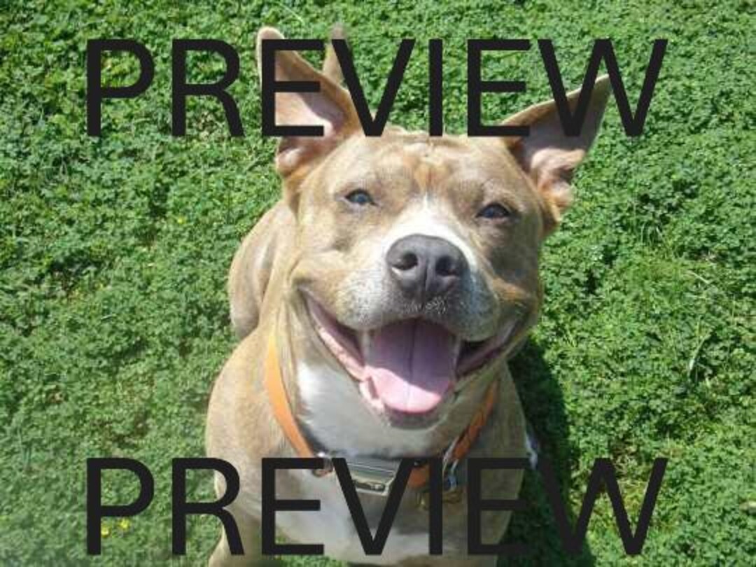 Pit Bull Smiling Picture - Etsy