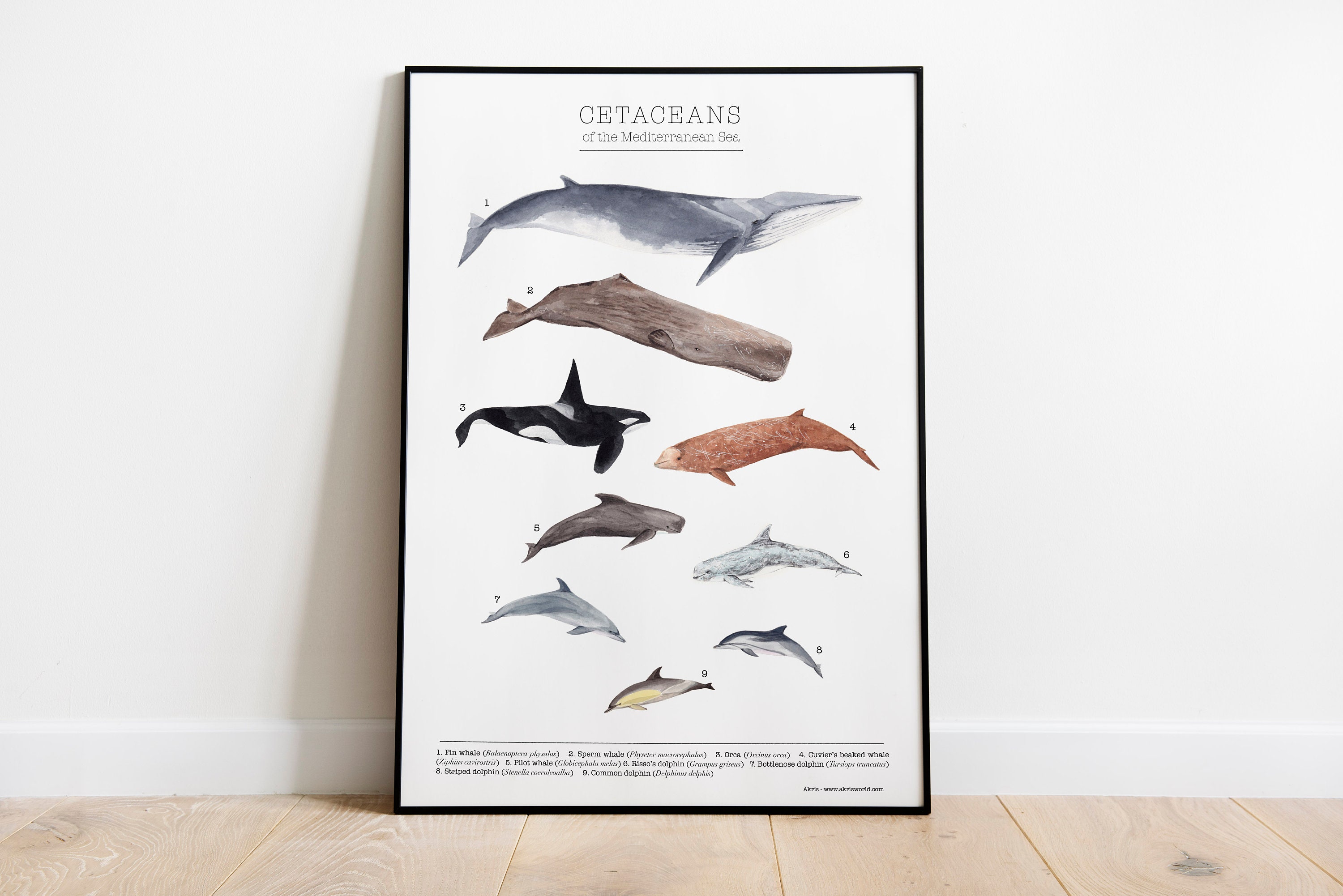 Poster A3 Cetáceos del Mediterráneo acuarela Akris - Etsy España