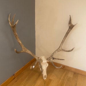 Huge Set Imperial Deer Antlers 14 Points - Etsy