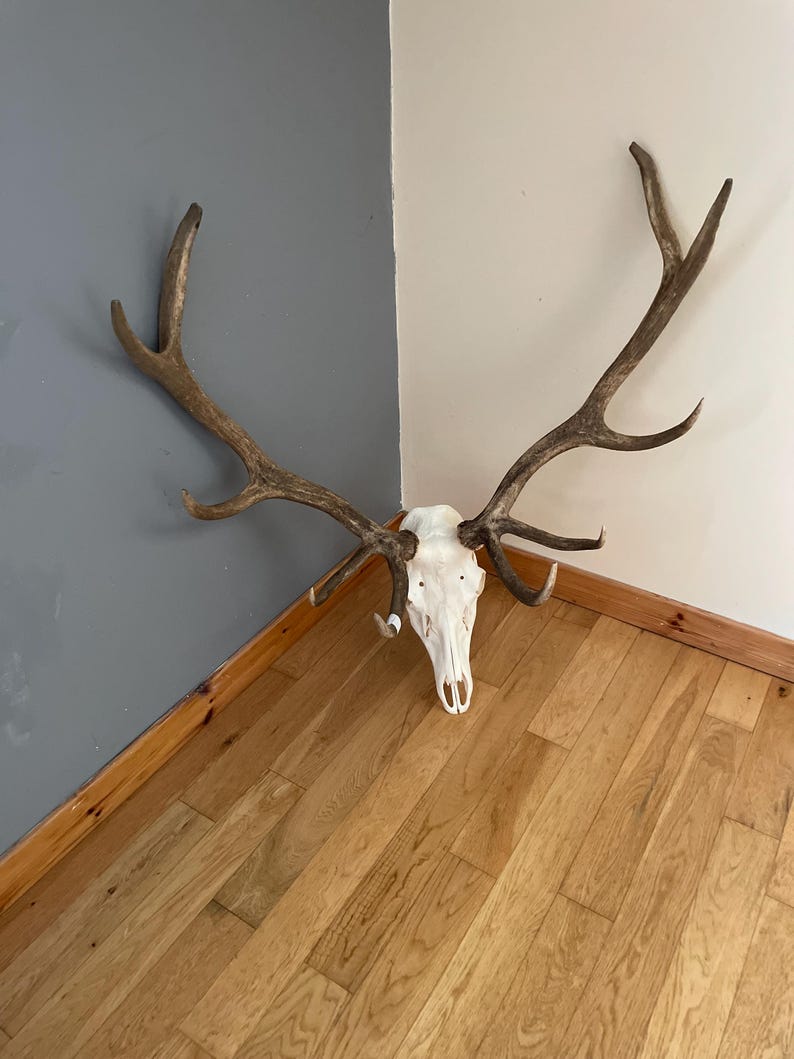 Huge Set Scottish Deer Antlers 10 Points Symmetrical - Etsy