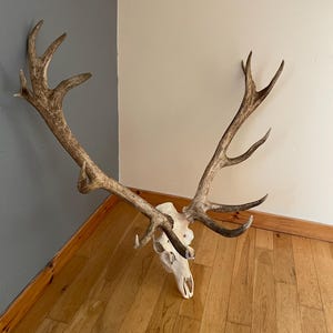 Huge Set 14 Point Imperial Deer Antlers - Etsy