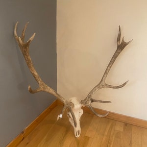 Huge Set Imperial Deer Antlers 14 Points - Etsy