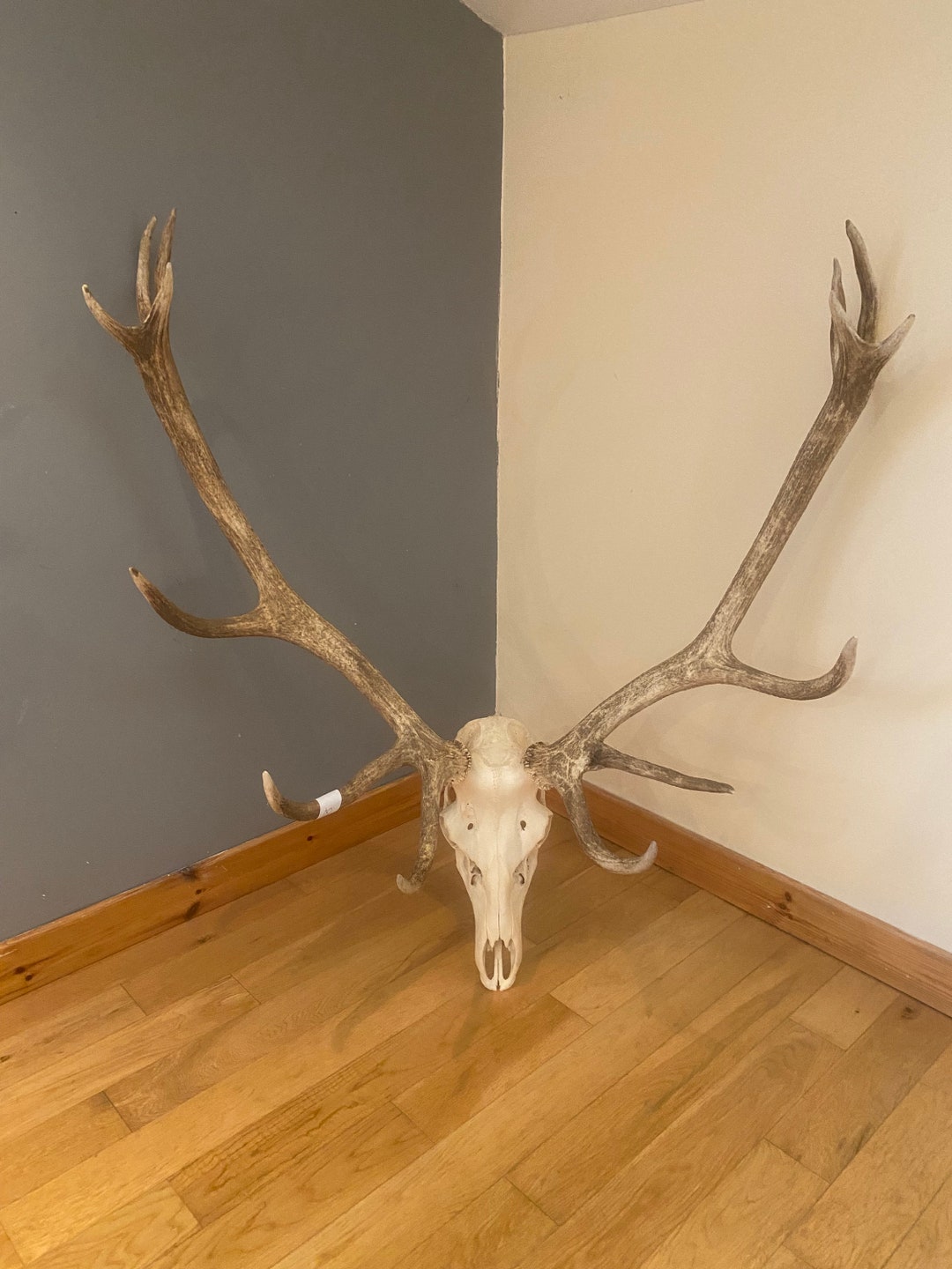 Huge Set Imperial Deer Antlers 14 Points - Etsy