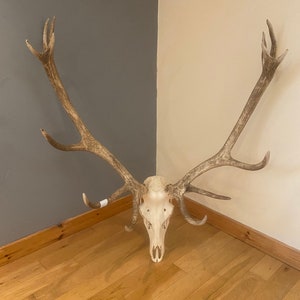 Huge Set Imperial Deer Antlers 14 Points - Etsy