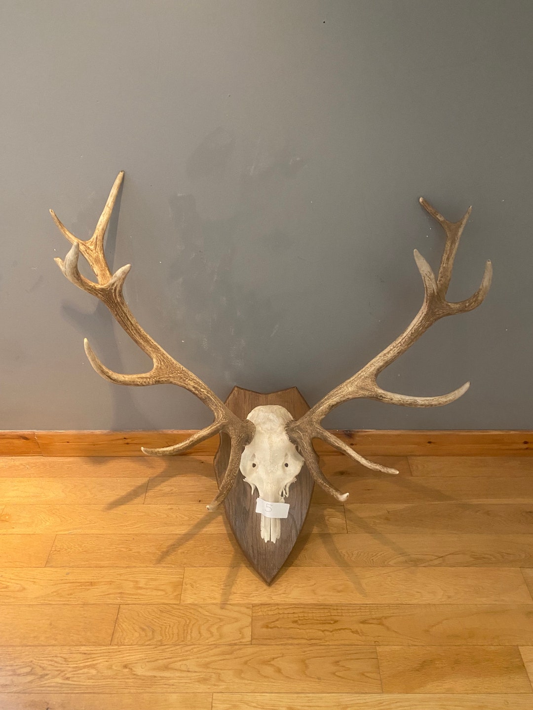 Huge Set Symmetrical Imperial Deer Antlers 14 Points - Etsy