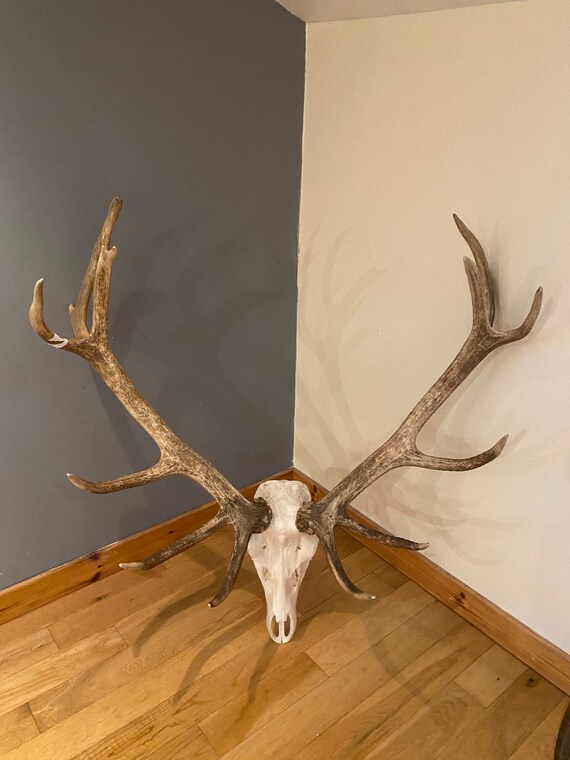 EXTRA HUGE Set Deer Antlers 16 Points Etsy Ireland