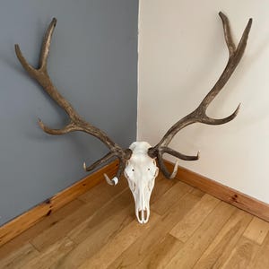 Huge Set Scottish Deer Antlers 10 Points Symmetrical - Etsy