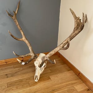 Huge Set 14 Point Imperial Deer Antlers - Etsy