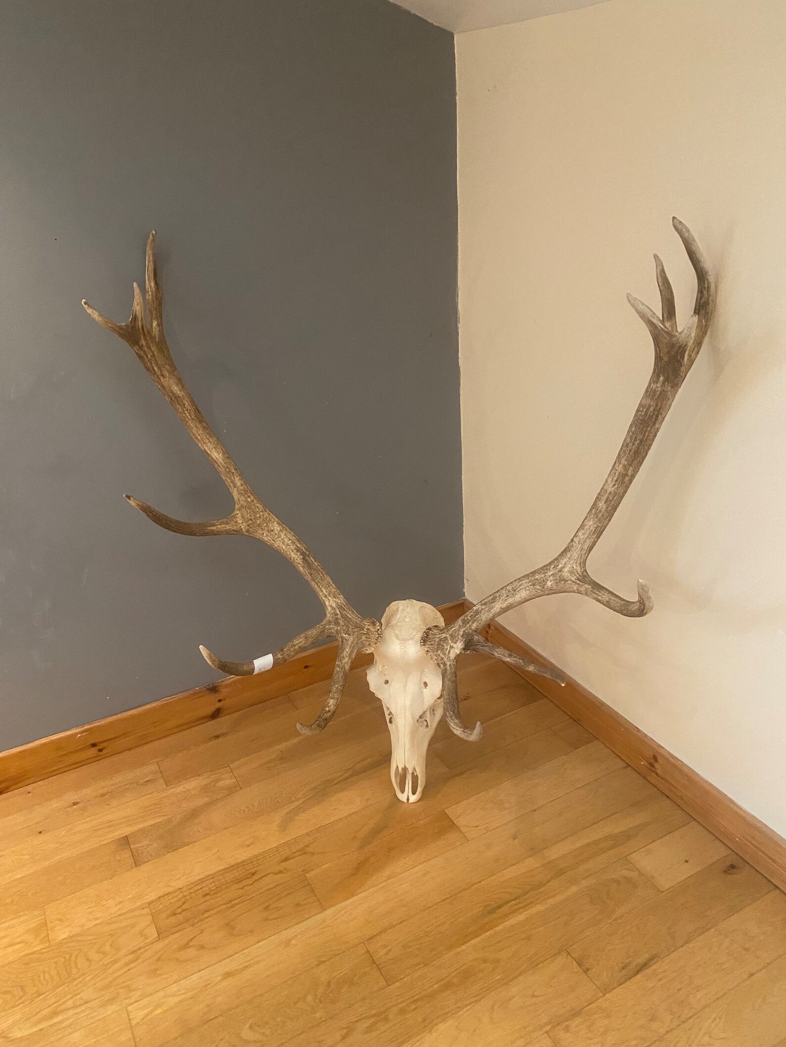 Huge Set Imperial Deer Antlers 14 Points - Etsy