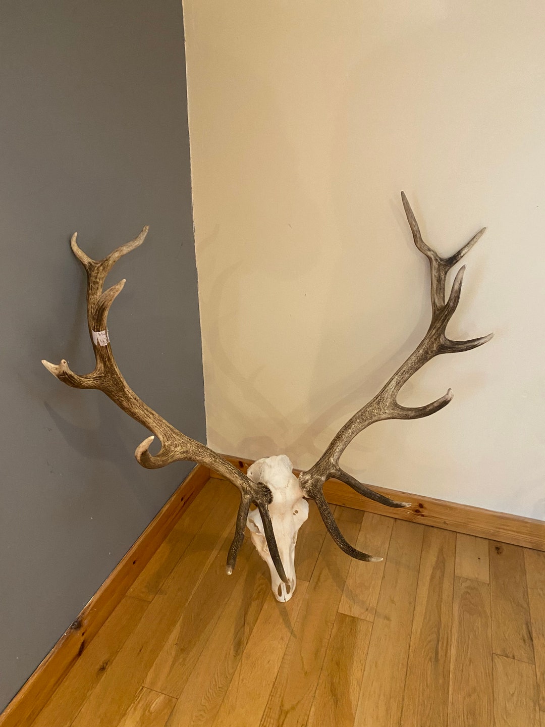 Huge Scottish MONARCH Deer Antlers 16 Points - Etsy